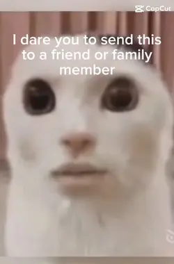 Bald Cat Meme: Discover the Funniest Viral Memes Online