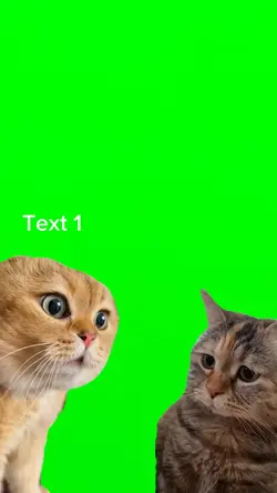 Bald Cat Meme: Discover the Funniest Viral Memes Online