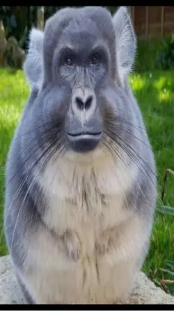 Meme Transition Effects Templates