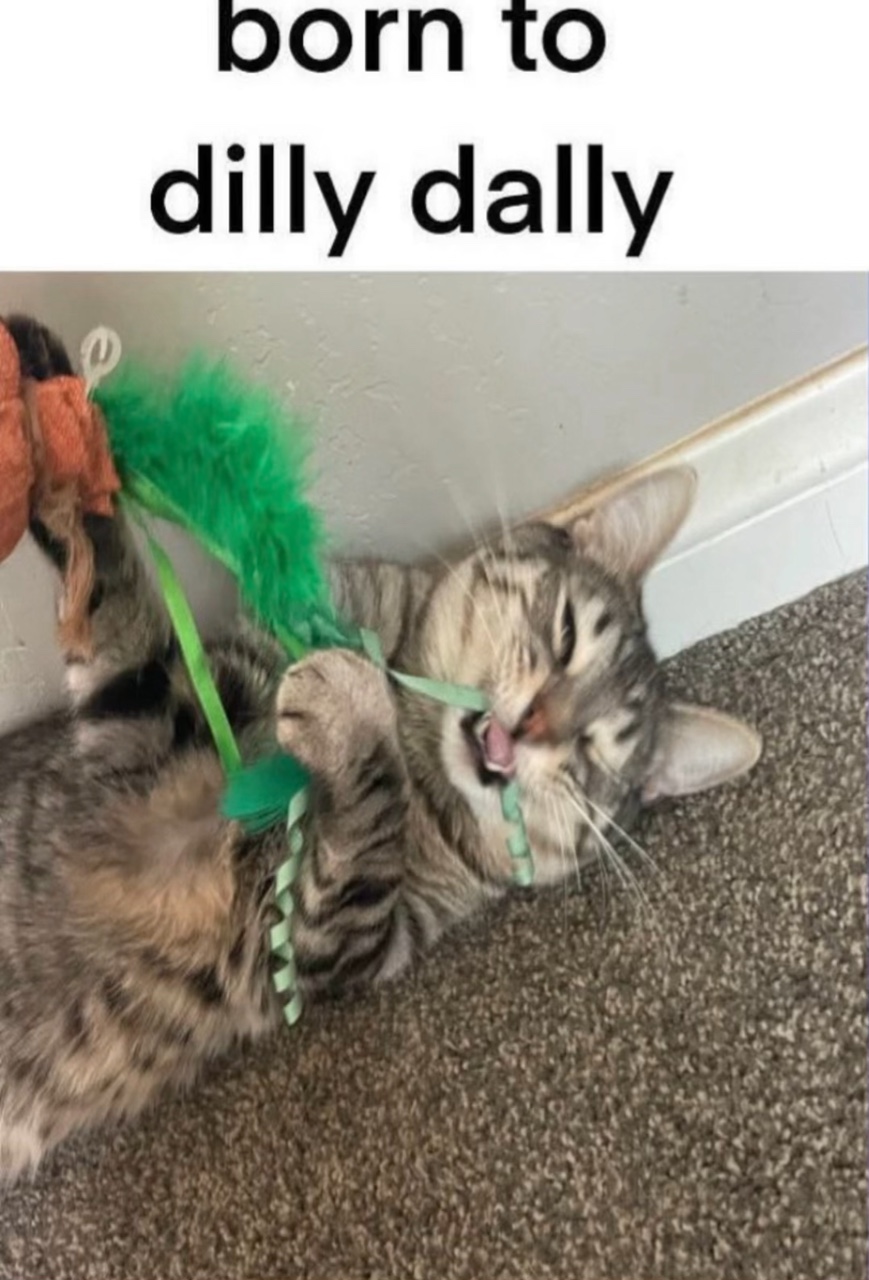 Stone sliding meme - video template by CapCut